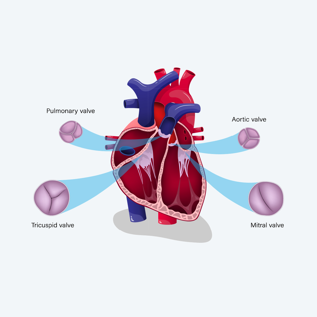 Mitral Valve Location And Function Infoupdate Mitral Valve Location And Function Infoupdate